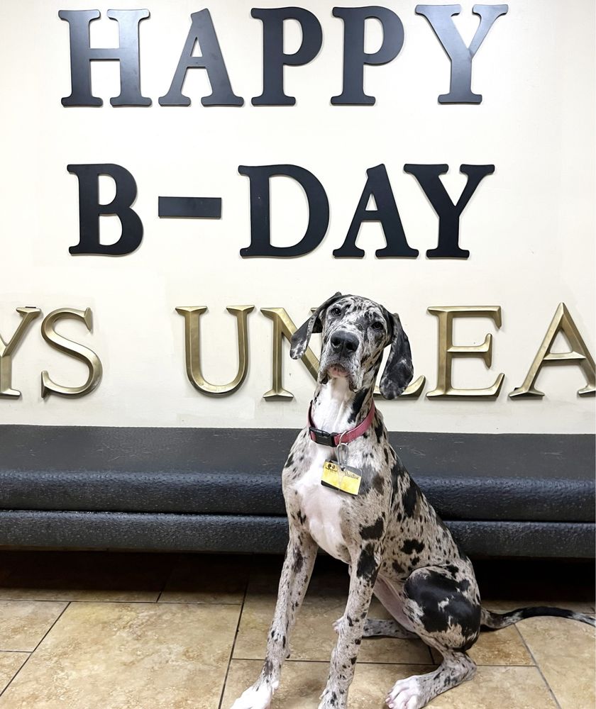 ALWAYS UNLEASHED PET RESORT - Updated December 2025 - 216 Photos & 315 ...