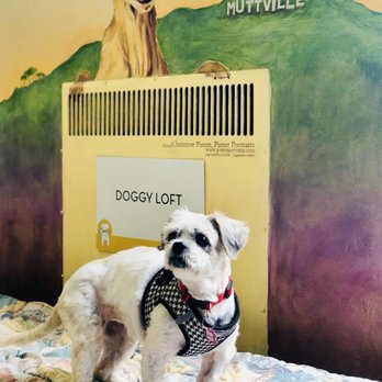 MUTTVILLE SENIOR DOG RESCUE - Updated October 2025 - 347 Photos & 169 ...