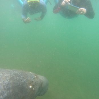 FUN 2 DIVE MANATEE TOURS - 337 Photos & 185 Reviews - 135 NE 3rd St ...