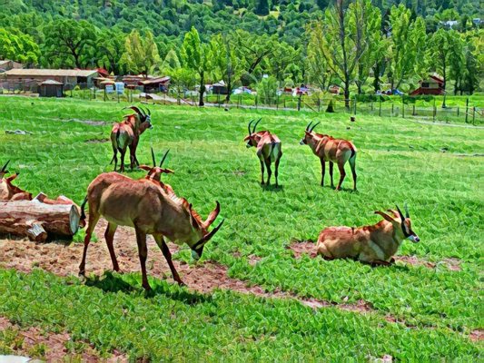 SAFARI WEST - 2954 Photos & 960 Reviews - 3115 Porter Creek Rd, Santa ...