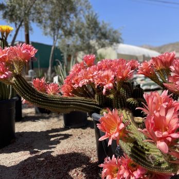 CACTUS MART - Updated June 2024 - 332 Photos & 149 Reviews - 49889 29 ...