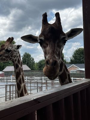 BRIGHT’S ZOO - Updated April 2025 - 68 Photos & 35 Reviews - 3425 Hwy ...