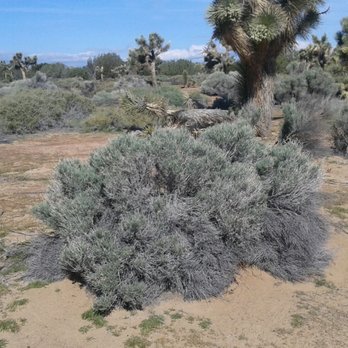 PRIME DESERT WOODLAND PRESERVE - Updated December 2024 - 206 Photos ...