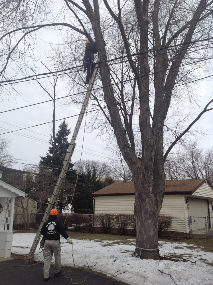 JD TREE WERKS - Updated December 2024 - 2126 Warren St, Evanston ...