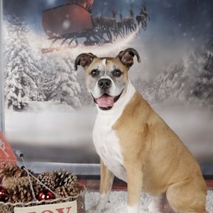 ALTA LOMA ANIMAL HOSPITAL - 106 Photos & 256 Reviews - 7289 Amethyst ...