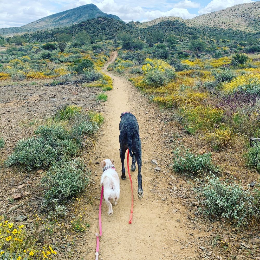 VIPER VOIDANCE - Updated July 2025 - 43226 N 7th Ave, New River ...