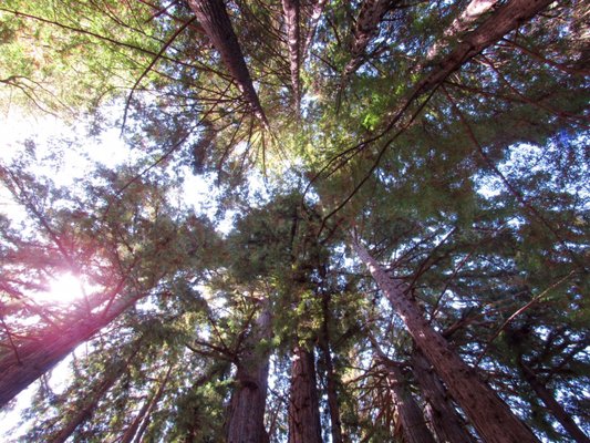 MONTE TOYON CAMP AND CONFERENCE CENTER-APTOS - Updated October 2025 ...