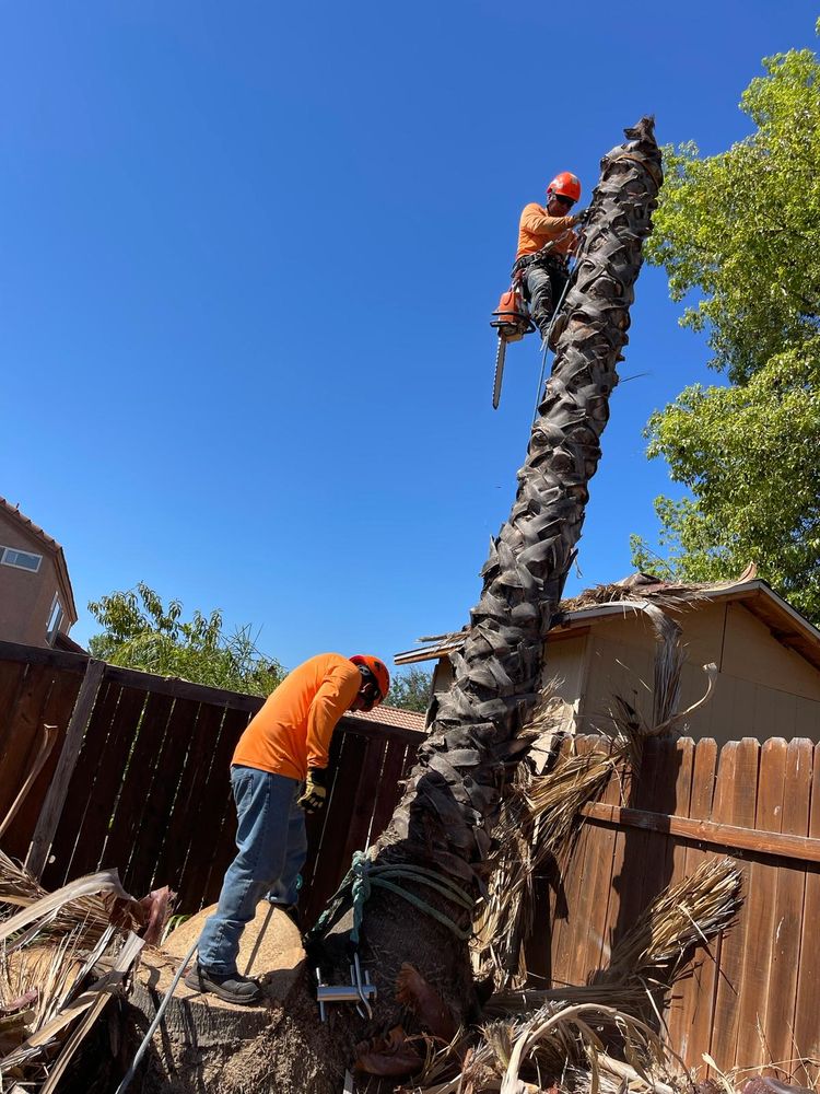 TREE SERVICES NEW SEASON - Updated May 2024 - 10 Photos - Riverside ...