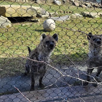 KEYSTONE SAFARI - Updated May 2024 - 125 Photos & 51 Reviews - 2284 ...