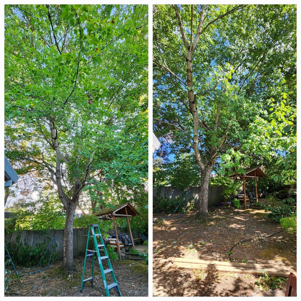 MASTER TREE CARE INC - Updated October 2025 - 11 Reviews - 5100 NE ...
