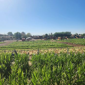 TOLMACHOFF FARMS - Updated October 2025 - 219 Photos & 166 Reviews ...