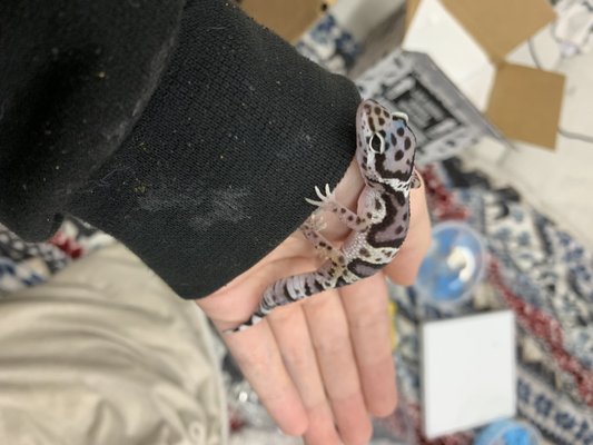 UNDERGROUND REPTILES - Updated December 2025 - 302 Photos & 278 Reviews ...