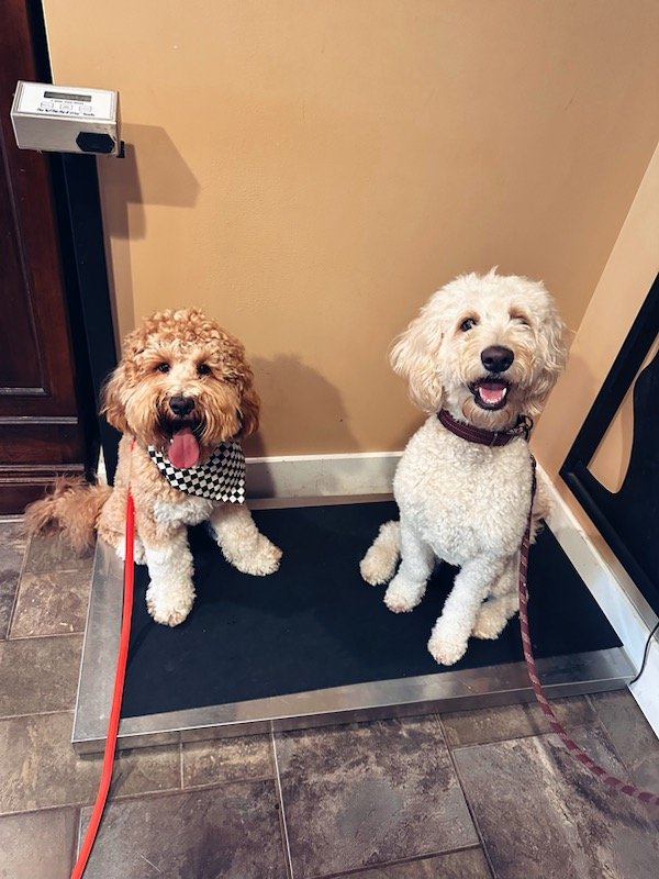 WOODBRIDGE PUPPY ACADEMY - Updated December 2025 - Evans, Georgia - Pet ...