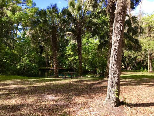 WELAKA STATE PARK - MUD SPRINGS - Updated August 2025 - 10 Photos ...