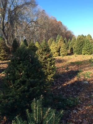 MIKE’S TREE FARM - Updated October 2025 - 14 Photos & 22 Reviews - 1705 ...