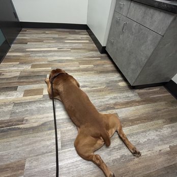 ARROW ANIMAL URGENT CARE - Updated January 2026 - 14 Photos & 57 ...