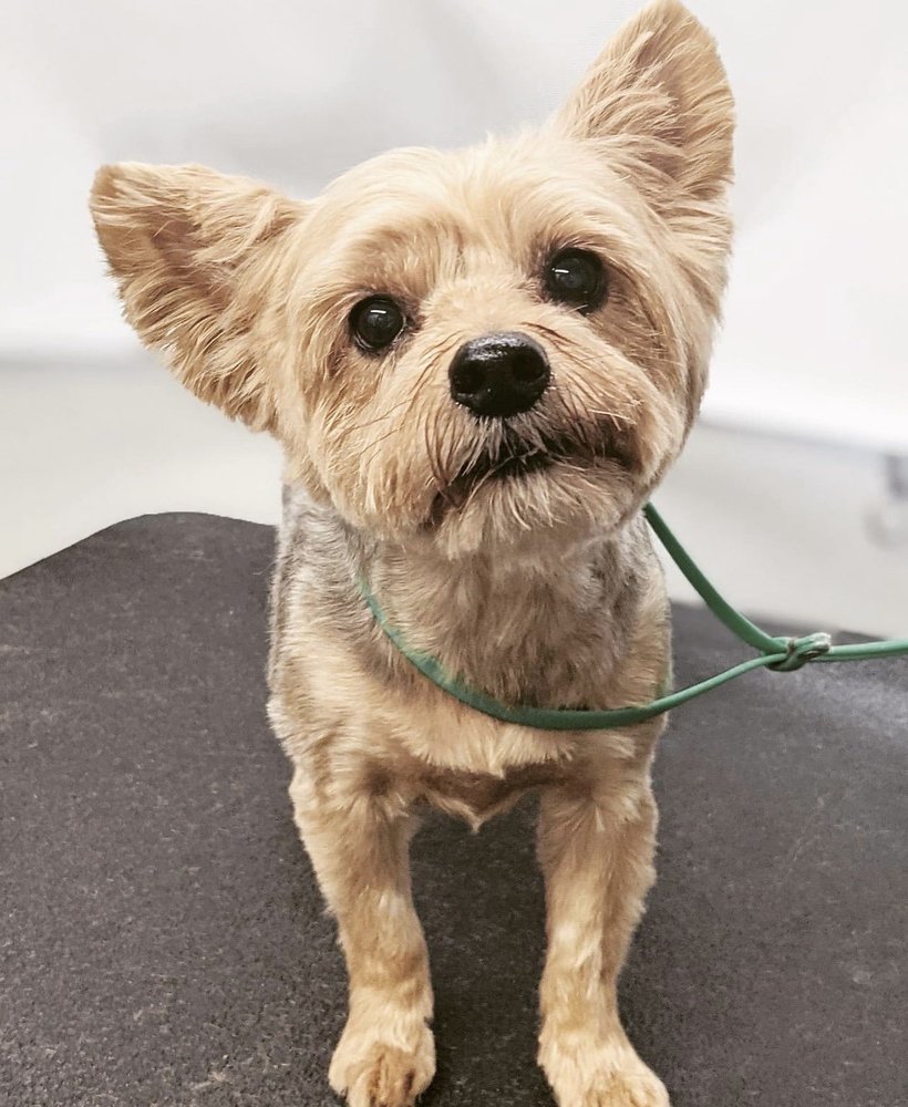 SAGE & MAGNOLIA MOBILE GROOMING - Updated August 2025 - 17 Photos ...