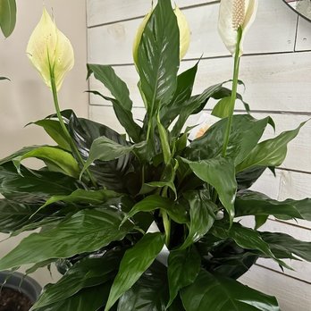 BOULEVARD FLOWER GARDENS - Updated January 2026 - 151 Photos & 42 ...