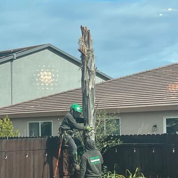 ENVIRONMENTAL TREE SERVICE - Updated January 2025 - 184 Photos & 170 ...