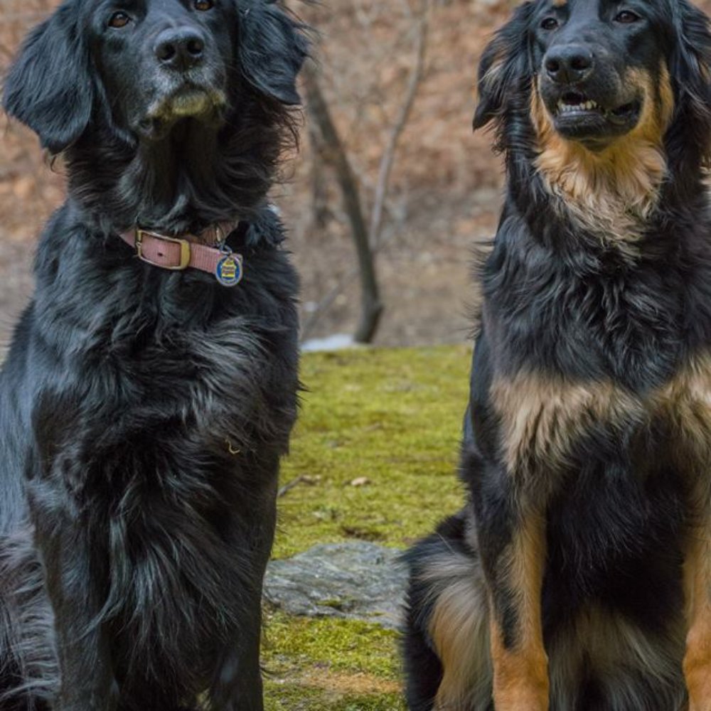 Gordon Setter Golden Retriever Mix