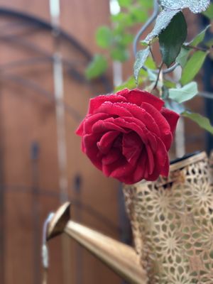 PLANTS FOR ALL SEASONS - Updated September 2025 - 31 Photos & 37 ...