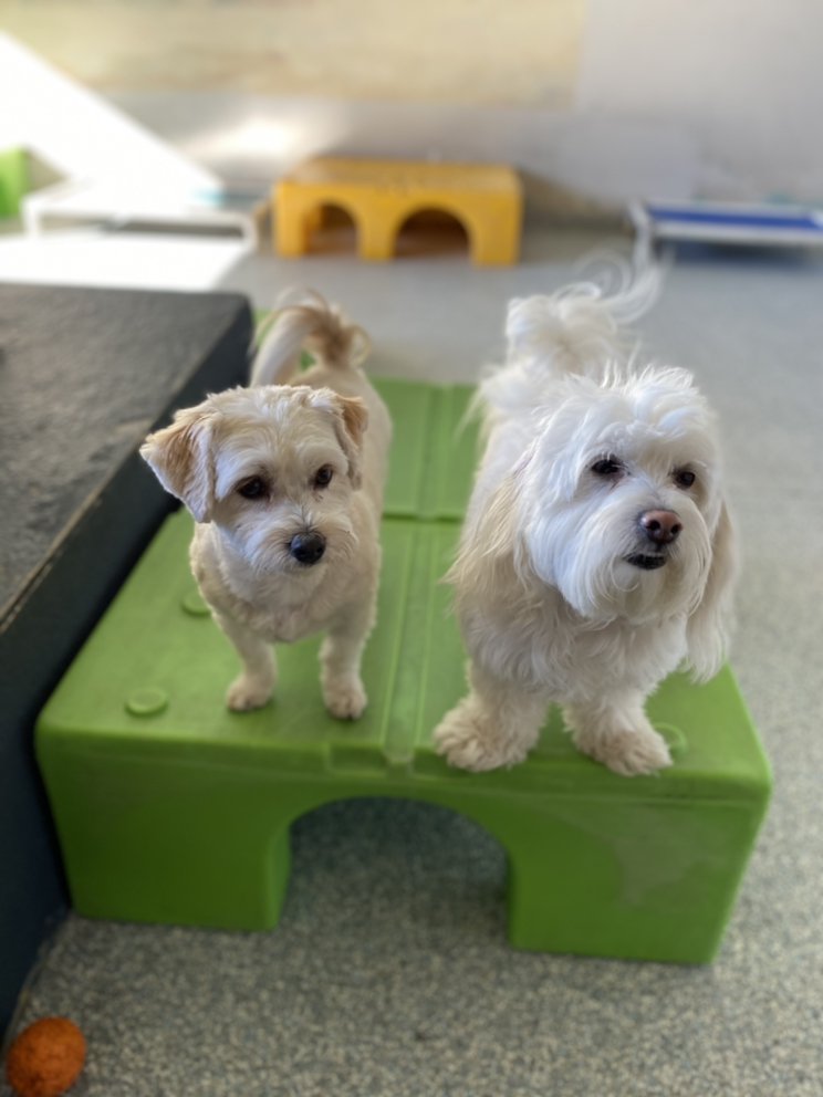 RUFF HOUSE PET RESORT - Updated September 2025 - 231 Photos & 212 ...