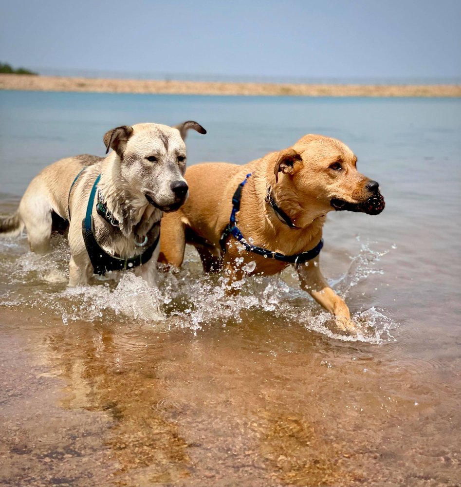 ADVENTURE PUPS - Request a Quote - 18 Photos - Colorado Springs ...