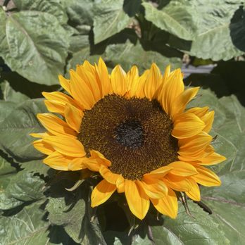 HANA FIELD BY TANAKA FARMS - Updated May 2025 - 457 Photos & 224 ...