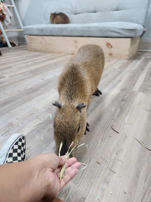 THE CAPYBARA CAFE - Updated July 2025 - 45 Photos & 21 Reviews - 105 S ...