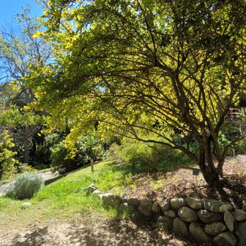 UCLA MATHIAS BOTANICAL GARDEN - Updated May 2025 - 440 Photos & 109 ...
