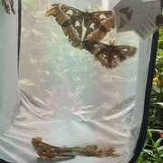 THE SMITHSONIAN BUTTERFLY HABITAT GARDEN - 53 Photos & 13 Reviews ...