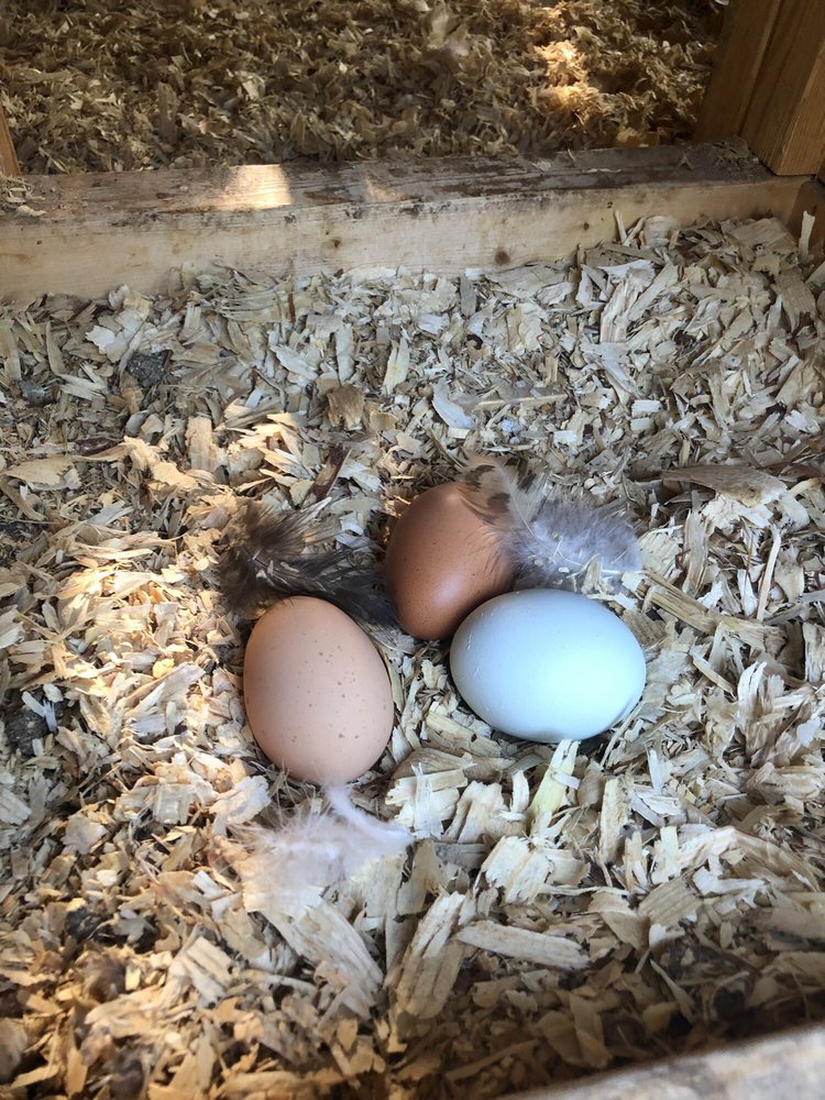 FALLEN OAK FARMS - Updated May 2024 - 15 Photos - Valrico, Florida ...