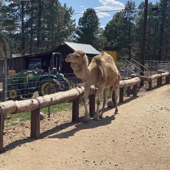 GRAND CANYON DEER FARM - Updated September 2024 - 725 Photos & 290 ...