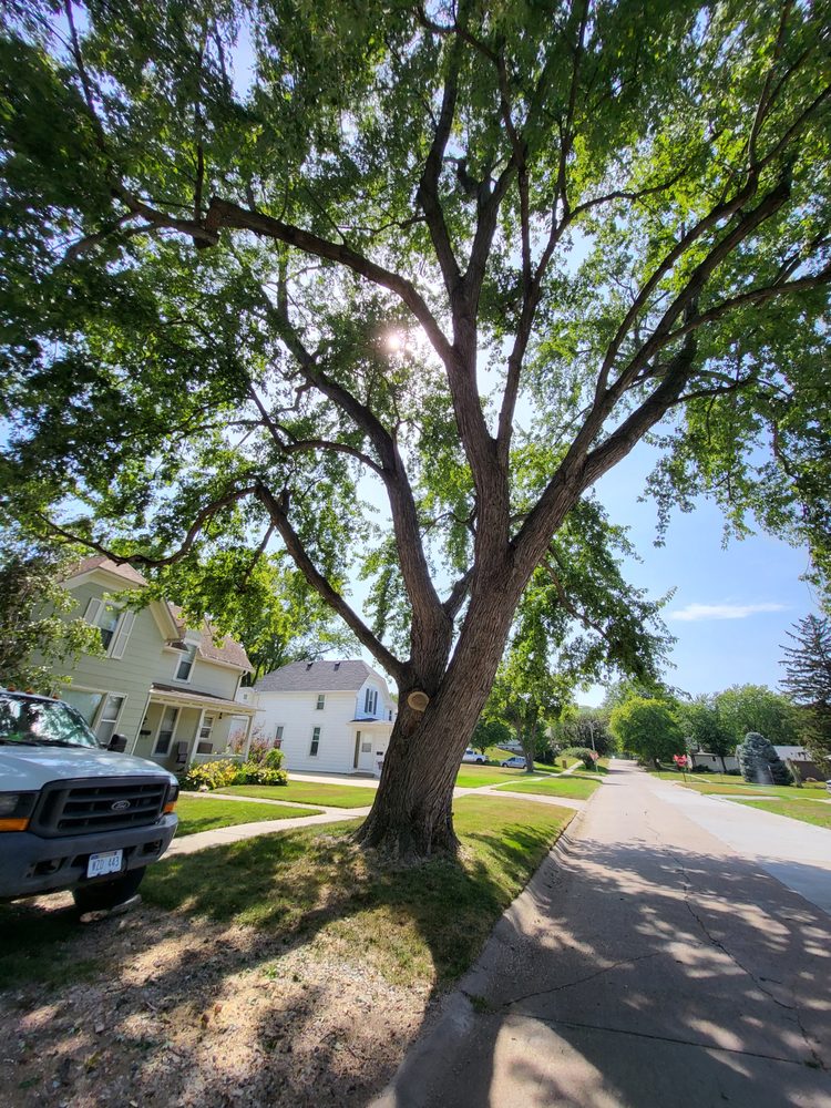 DUFF TREE SERVICE - Updated December 2025 - Request a Quote - 10 Photos ...