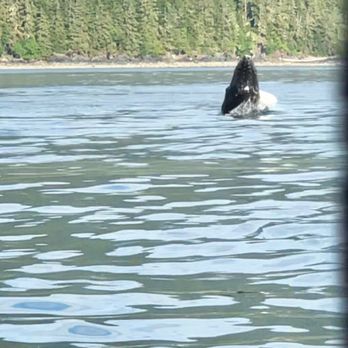 DOLPHIN JET BOAT TOURS - Updated May 2024 - 41 Photos & 82 Reviews ...