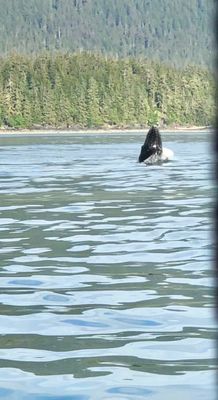 DOLPHIN JET BOAT TOURS - 40 Photos & 75 Reviews - 11547 Glacier Hwy ...