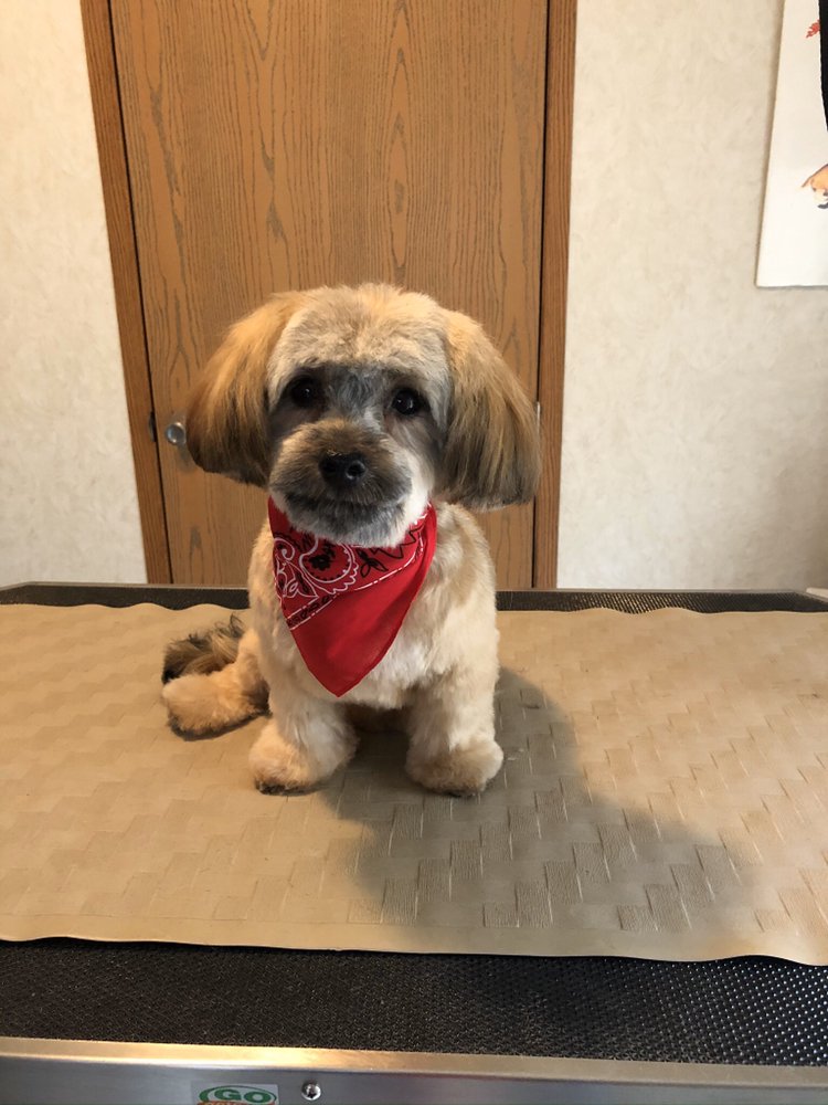 HAPPY TAILS GROOMING - Updated July 2025 - 26 Sterlingtown Ln, Union ...