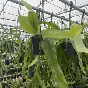 ISAAC FARMS - 441 Photos & 103 Reviews - Nurseries & Gardening - 18800 ...