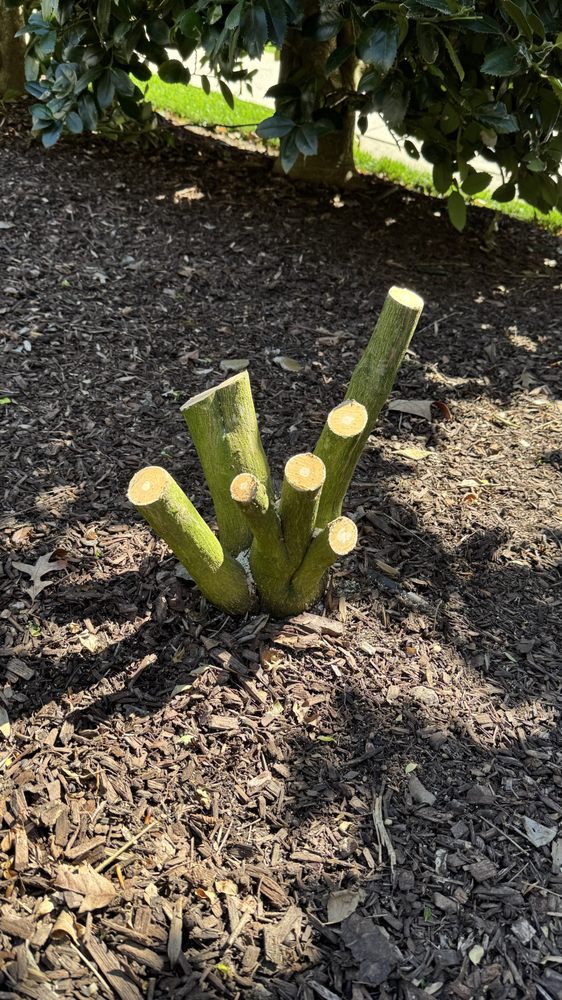 NORTH CAROLINA GARDEN DESIGN - Updated March 2025 - Sanford, North ...