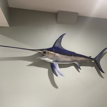 GRAY TAXIDERMY - Updated October 2025 - 146 Photos & 166 Reviews - 712 ...