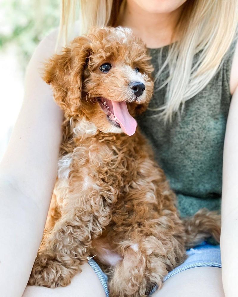 GEORGIA DOG CLUB - Updated December 2025 - 12 Photos - 4434 Red Bud Ln ...