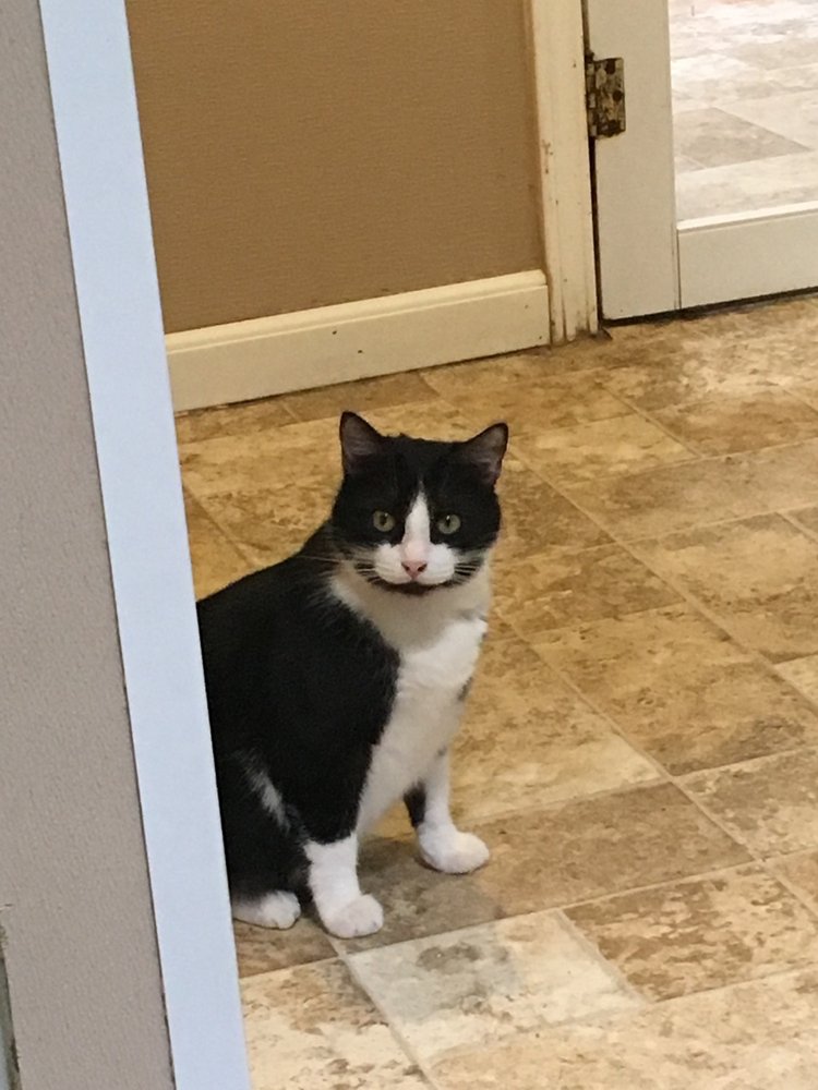 HUMANE SOCIETY OF DALLAS COUNTY - DOG & KITTY CITY - Updated August ...