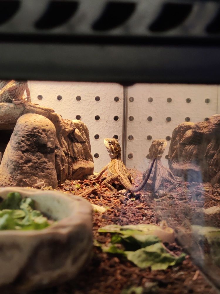 SUPER PETS - Updated October 2025 - 482 Photos & 402 Reviews - 9403 Las ...