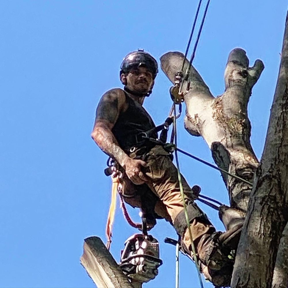 EVERYTHING TREE - Updated October 2024 - 12 Photos - Wilmington, North ...