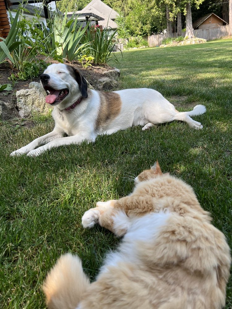 DARLING DOGS - 58 Photos - 1735 248th Street, Aldergrove, British ...