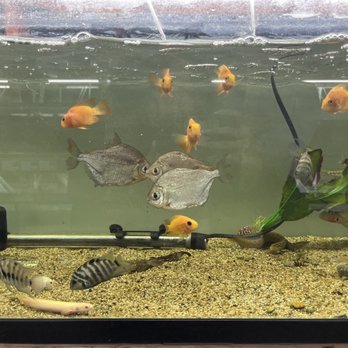 CK FISH WORLD - 401 Photos & 428 Reviews - 541 North Azusa Ave, West ...