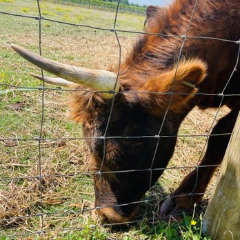 CULLIPHER FARM - Updated October 2025 - 375 Photos & 64 Reviews - 772 ...