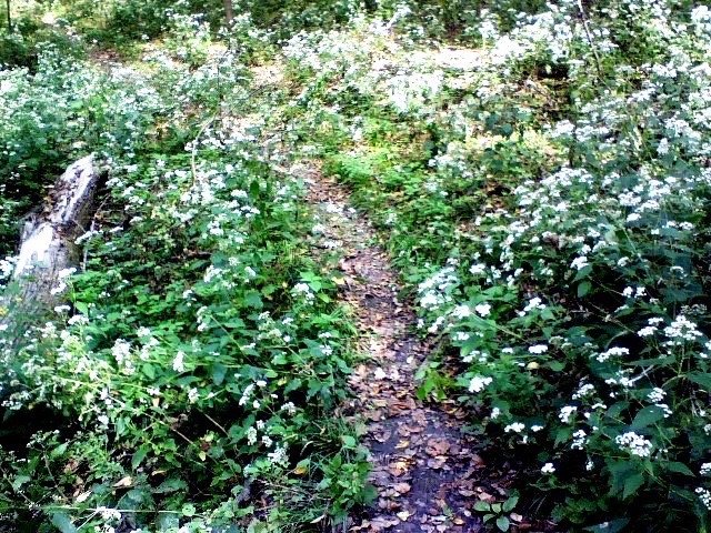 NEALE WOODS NATURE RESERVE - Updated December 2025 - 14323 Edith Marie ...