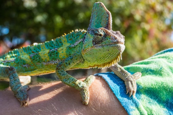 REPTILE RON ANIMAL PRESENTATIONS - Updated July 2024 - 42 Photos ...