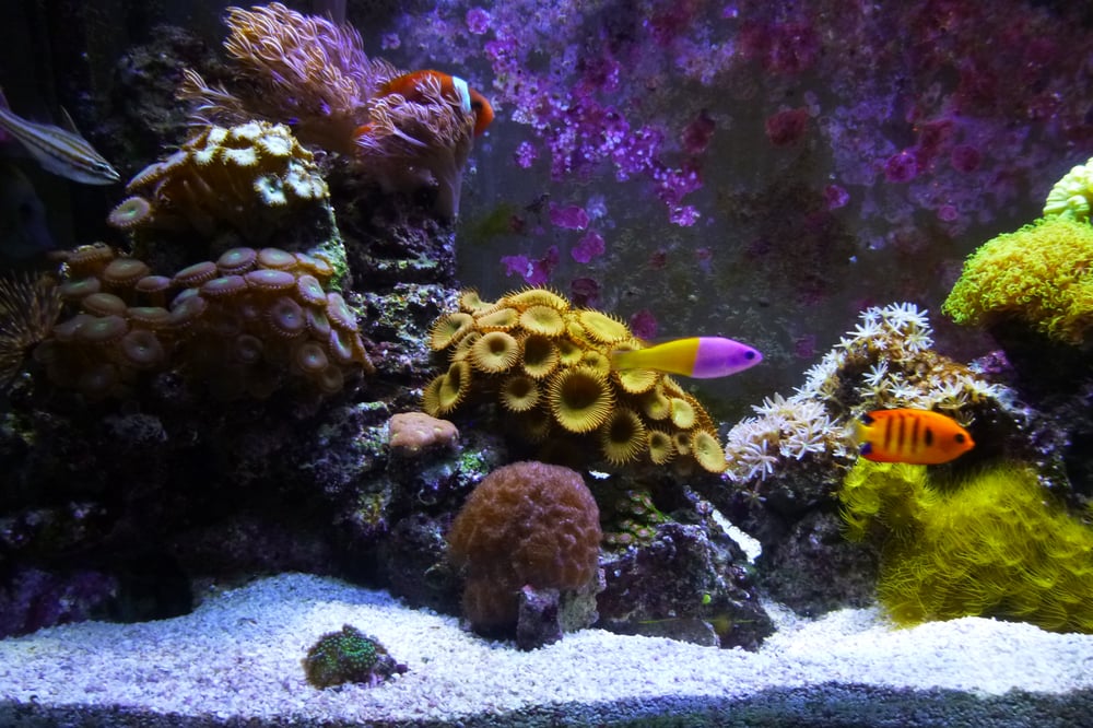 INFINITY FISH - 12 Photos - Aquarium Services - 13003 Murphy Rd ...